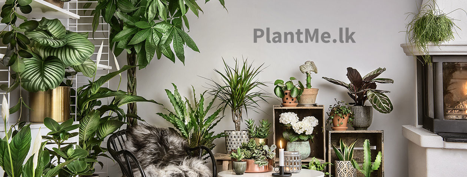 About Us - PlantMe
