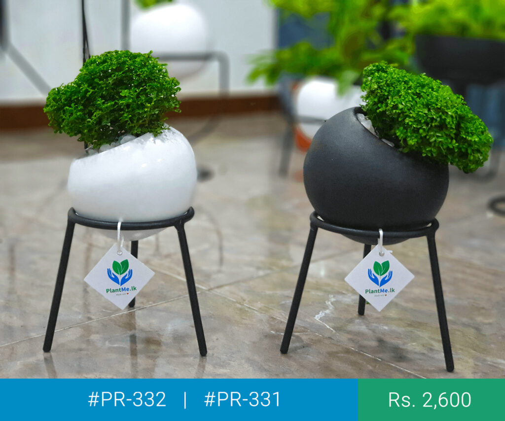 Buy Premium Table Plant with Rounded Pot in Pannipitiya, Colombo, Sri ...