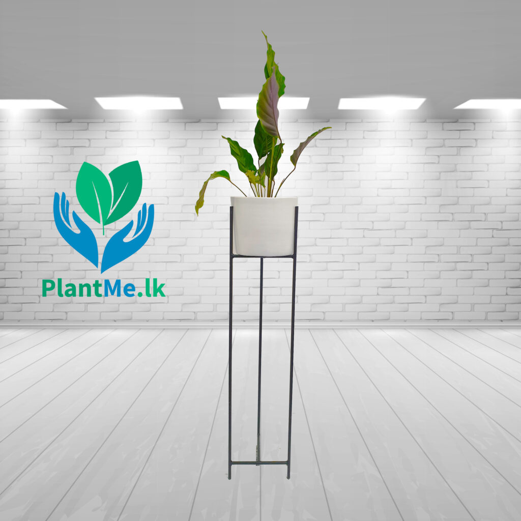 Buy 20CM Big Pot of 80cm tall stand - Black in Pannipitiya, Colombo ...