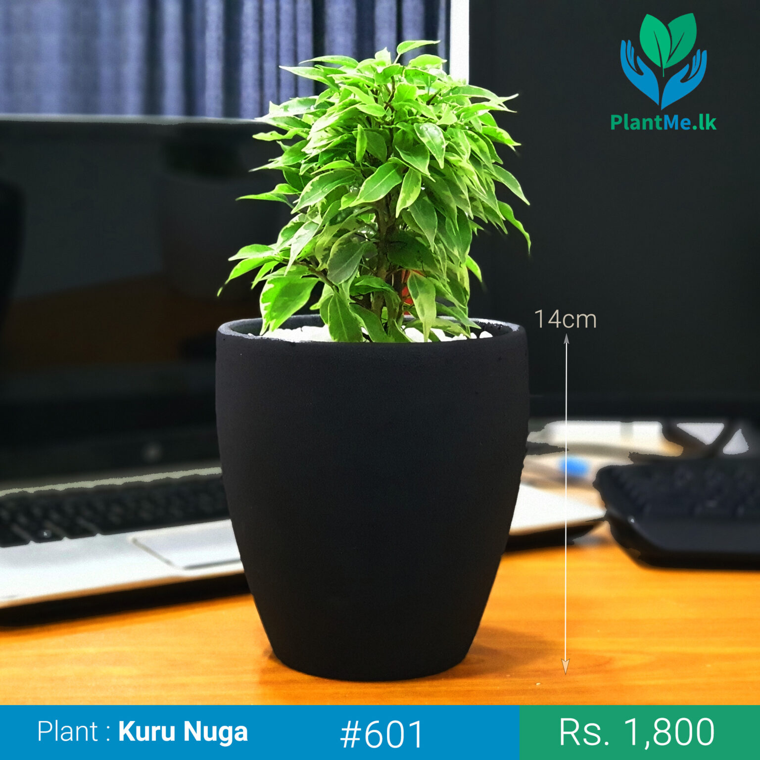 Buy Kuru Nuga Plant with Black Pot | #601 in Pannipitiya, Colombo, Sri ...