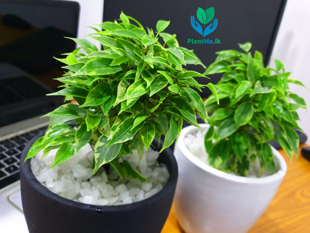 Buy Kuru Nuga Plant with Black Pot | #601 in Pannipitiya, Colombo, Sri ...