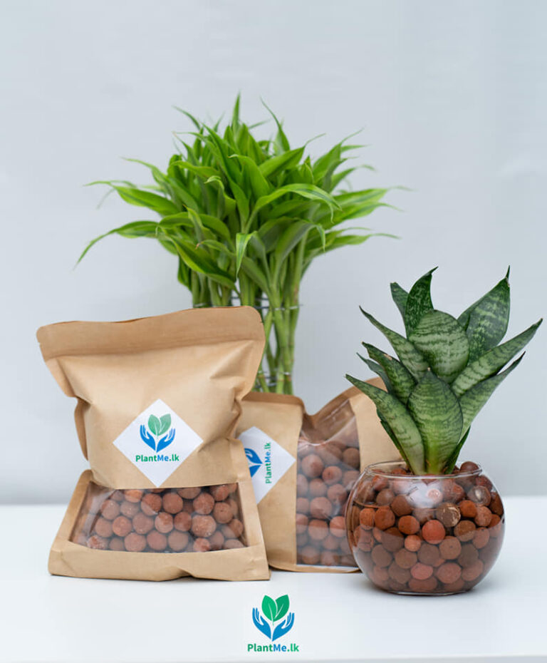 Premium LECA Pebbles in Sri Lanka | Expanded Clay Balls for Hydroponic