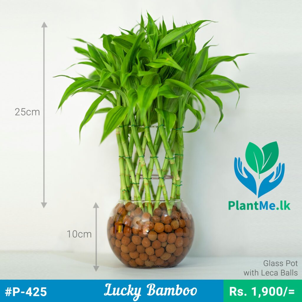 Lucky Bamboo in Glass Pot with LECA Balls | #P-425 in Pannipitiya ...