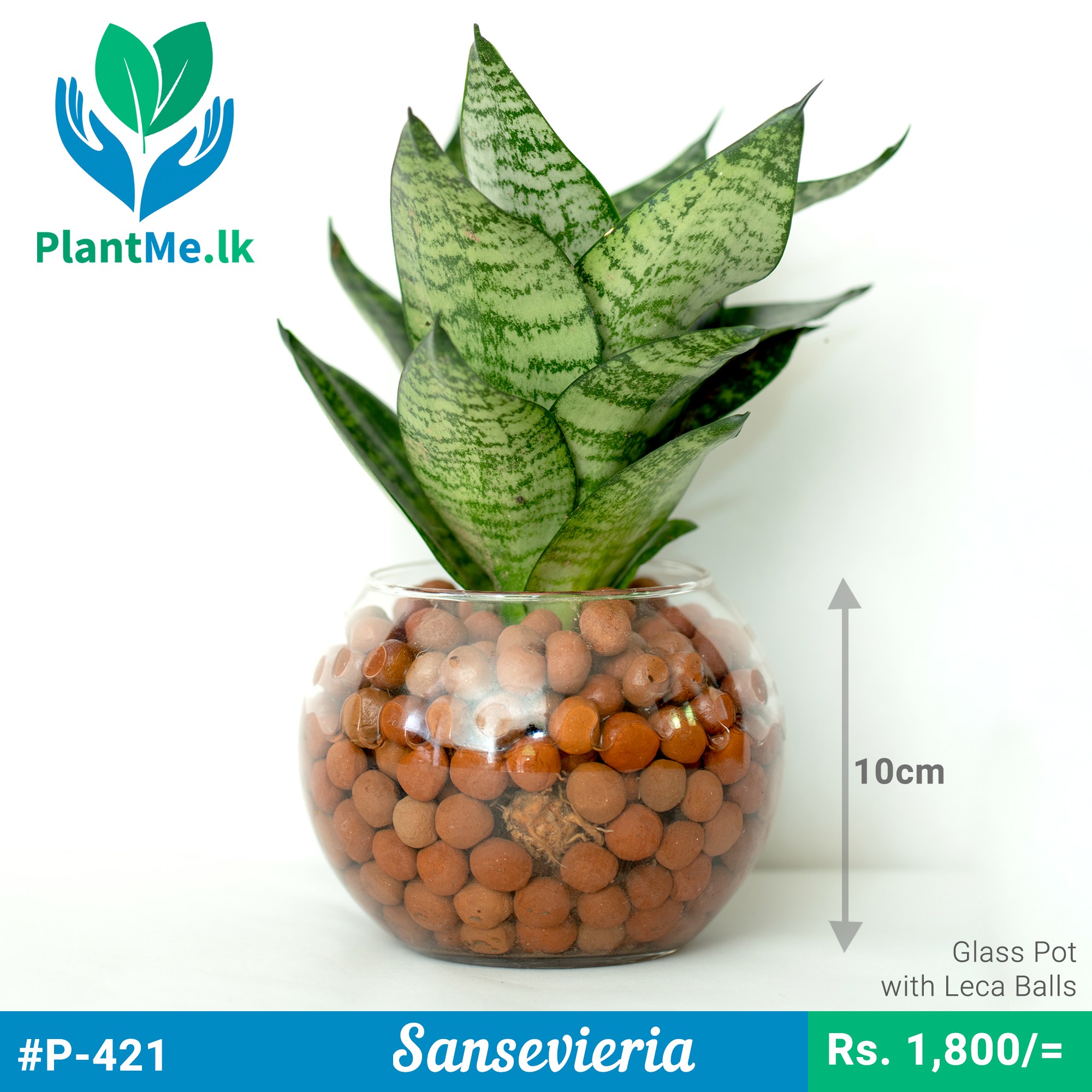 Plants in LECA Balls in Pannipitiya, Colombo, Sri Lanka - PlantMe