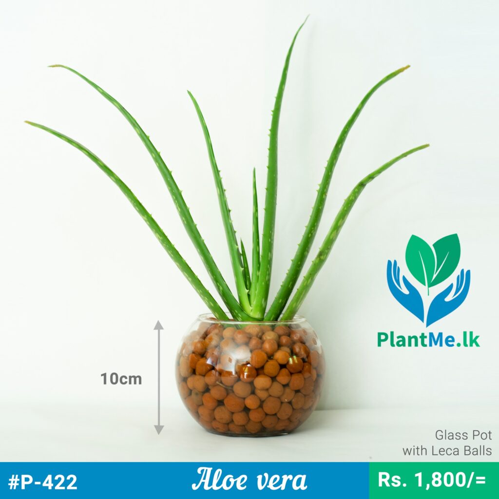 Plants in LECA Balls in Pannipitiya, Colombo, Sri Lanka - PlantMe