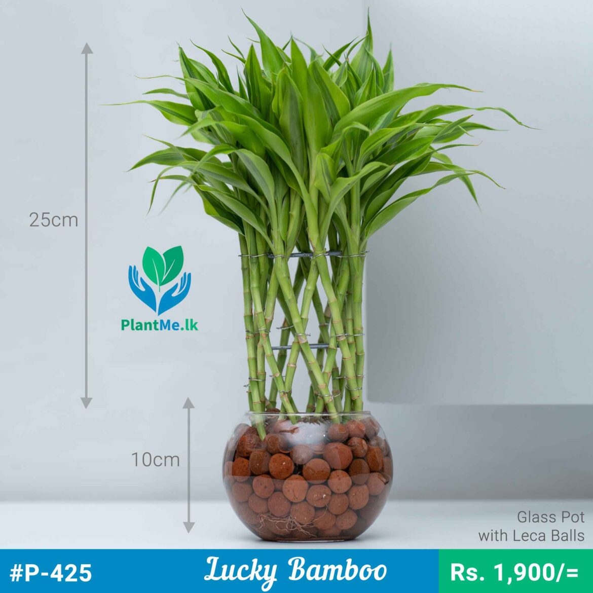 Plants in LECA Balls in Pannipitiya, Colombo, Sri Lanka - PlantMe