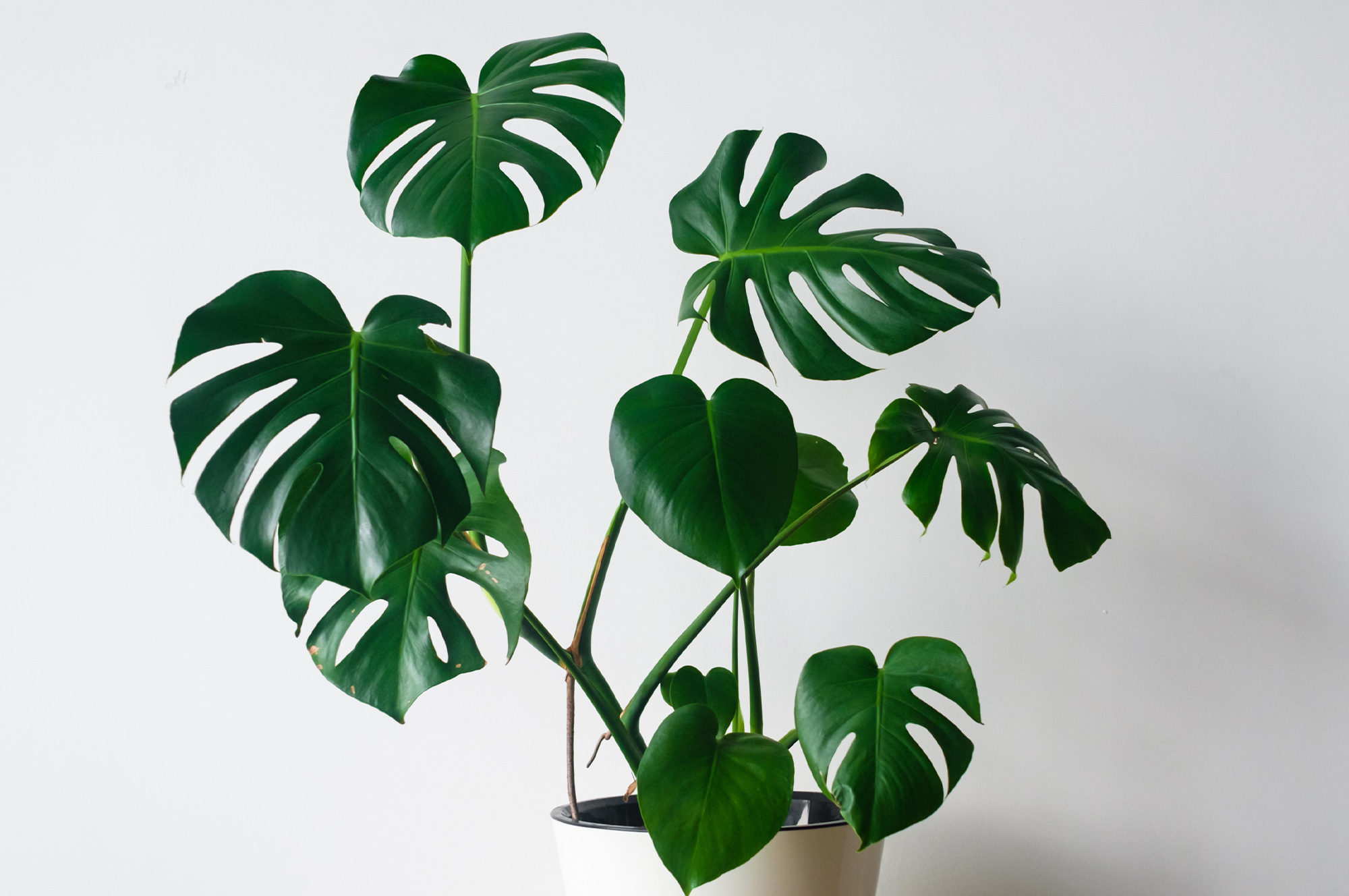 Top 10 indoor plants in the World - Top Plants - PlantMe