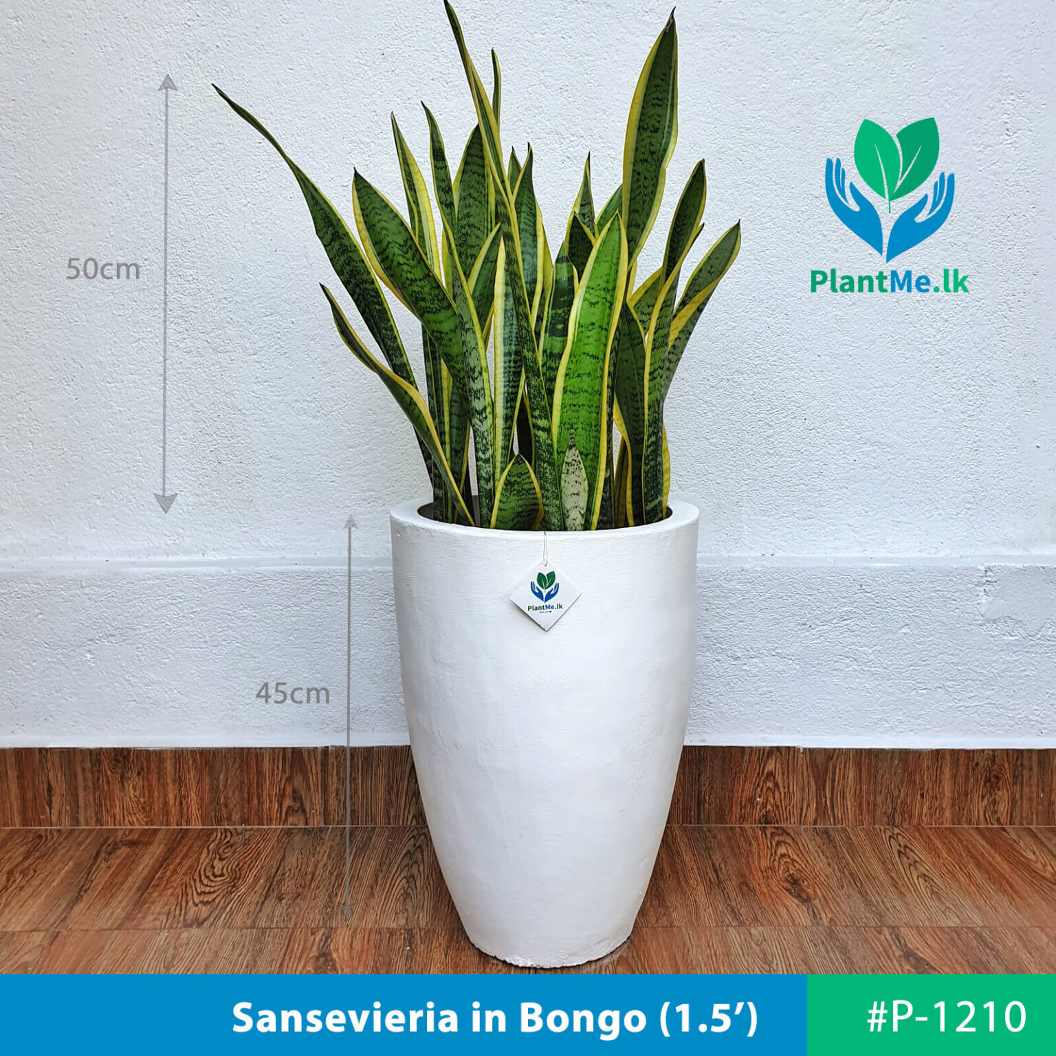 Buy Sansevieria in Bongo Shaped White Pot (Snake Plant) in Pannipitiya ...