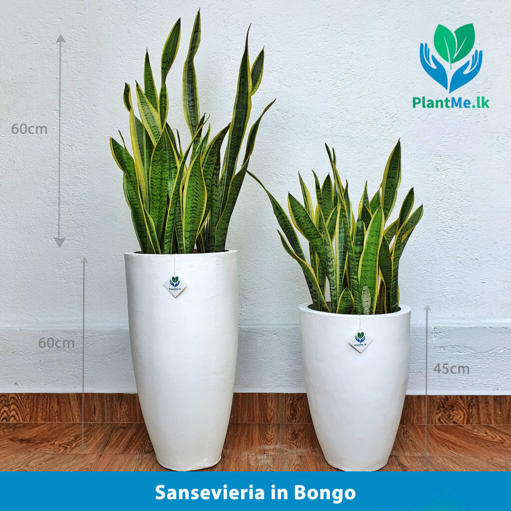 Buy Sansevieria in Bongo Shaped White Pot (Snake Plant) in Pannipitiya ...