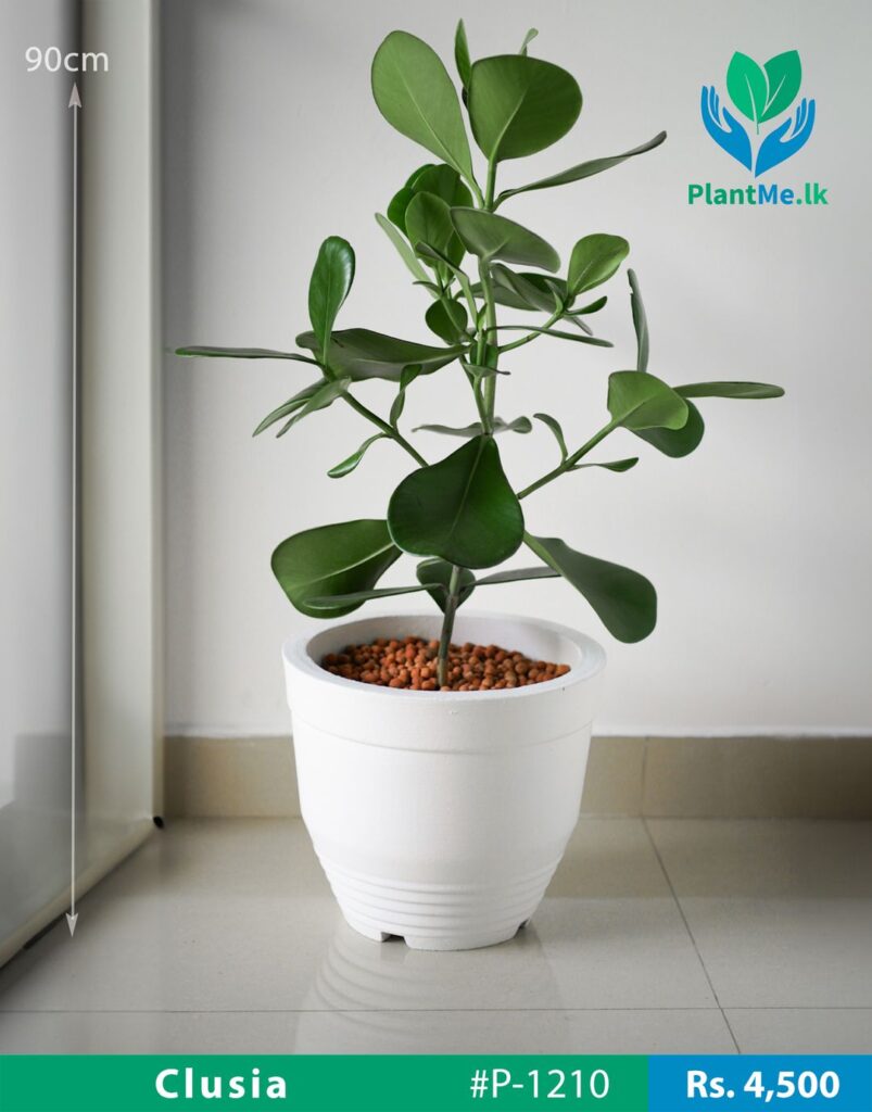 Buy Clusia in Pannipitiya, Colombo, Sri Lanka - PlantMe