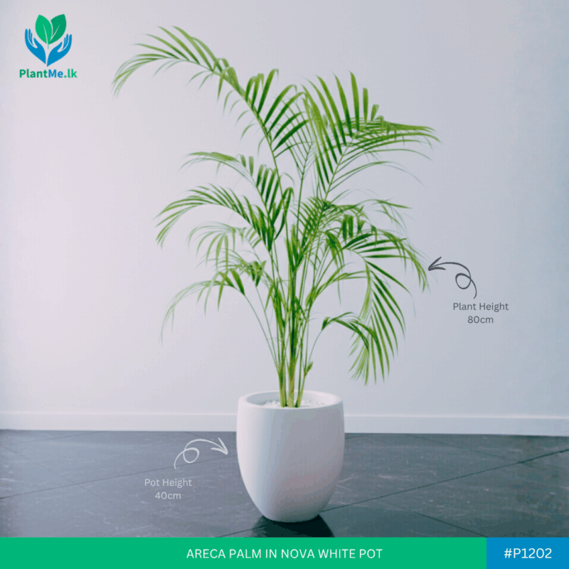Buy Areca Palm in Premium Nova Pot in Pannipitiya, Colombo, Sri Lanka ...