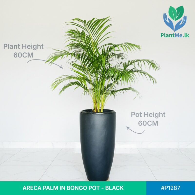 Buy Areca Palm in Bongo Pot in Pannipitiya, Colombo, Sri Lanka - PlantMe