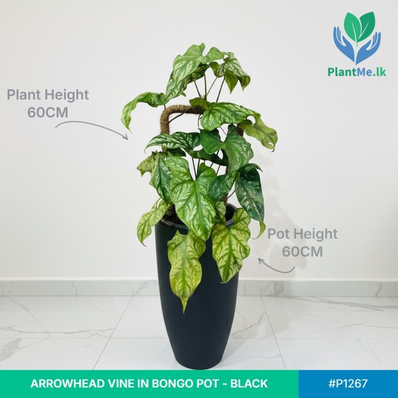 Buy Arrowhead Vine in Bongo Pot in Pannipitiya, Colombo, Sri Lanka ...