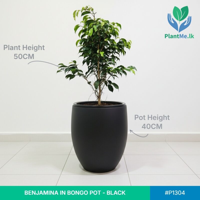 Buy Benjamina in Bongo Pot in Pannipitiya, Colombo, Sri Lanka - PlantMe