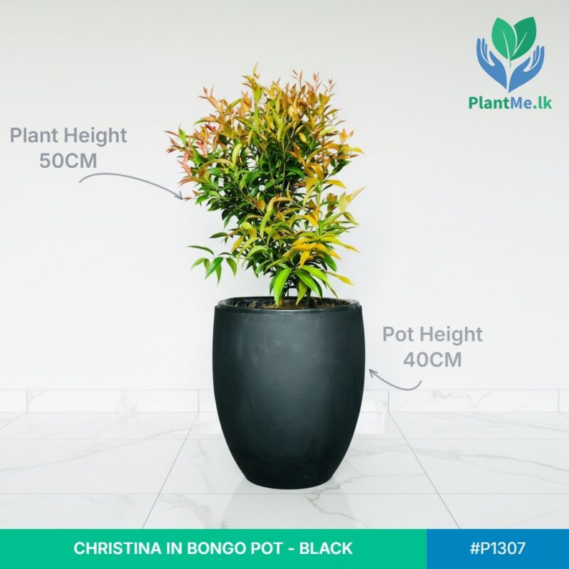 Buy Christina in Bongo Pot in Pannipitiya, Colombo, Sri Lanka - PlantMe