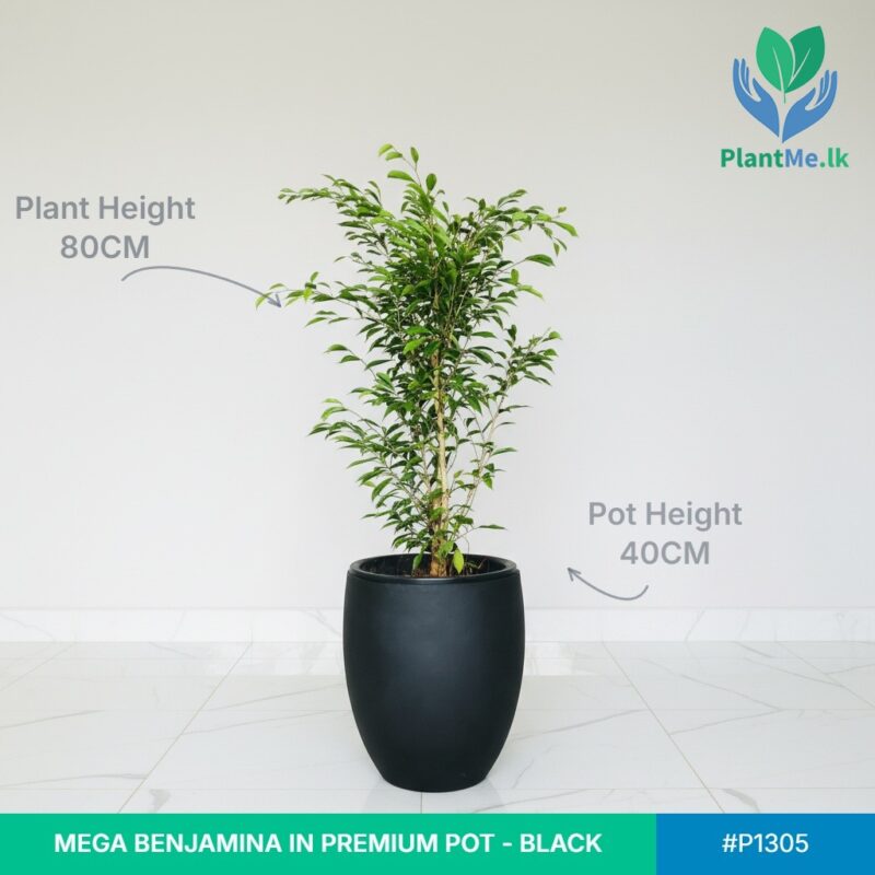 Buy Mega Benjamina in Premium Bongo Pot in Pannipitiya, Colombo, Sri ...