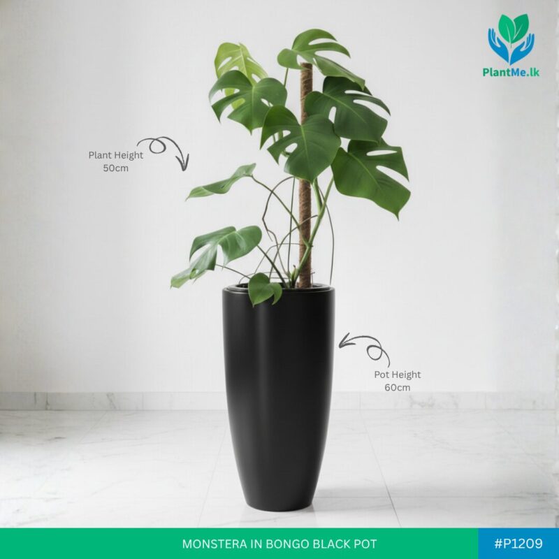 Buy Monstera in Premium Bongo Pot in Pannipitiya, Colombo, Sri Lanka ...