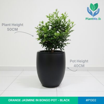 Buy Orange Jasmine in Premium Bongo Pot in Pannipitiya, Colombo, Sri ...