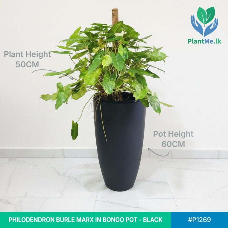 Buy Philodendron Burle Marx in Premium Bongo Pot in Pannipitiya ...