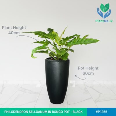 Buy Philodendron Selloanum in Bongo Pot in Pannipitiya, Colombo, Sri ...
