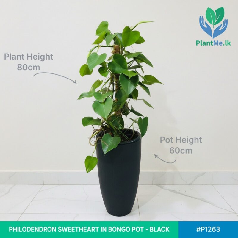 Buy Philodendron Sweetheart in Bongo Pot in Pannipitiya, Colombo, Sri ...