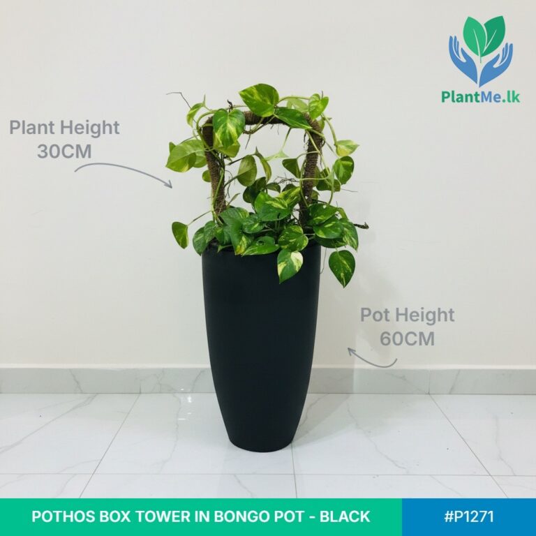 Buy Pothos Box Tower in Bongo Pot in Pannipitiya, Colombo, Sri Lanka ...
