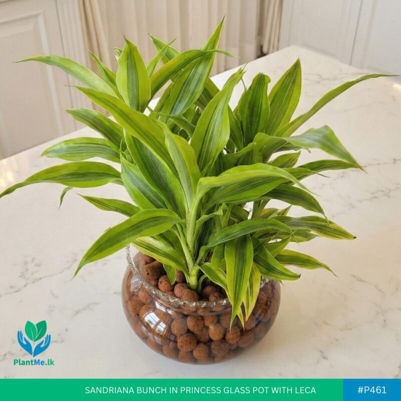 Buy Sandriana Bunch in Princess Glass Pot with LECA Pebbles in ...